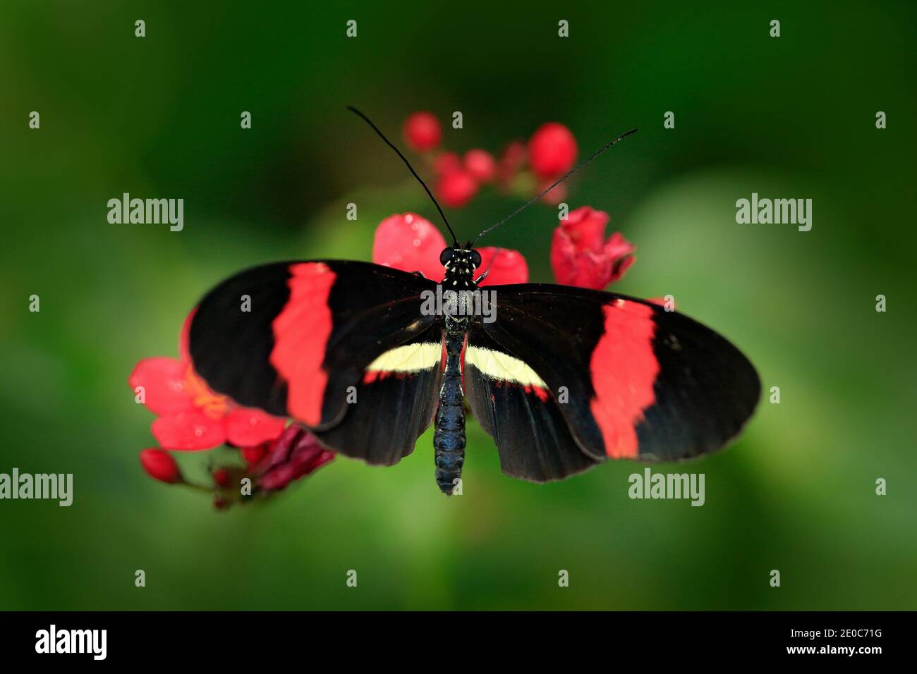 Panama insect hi-res stock photography and images - Alamy
