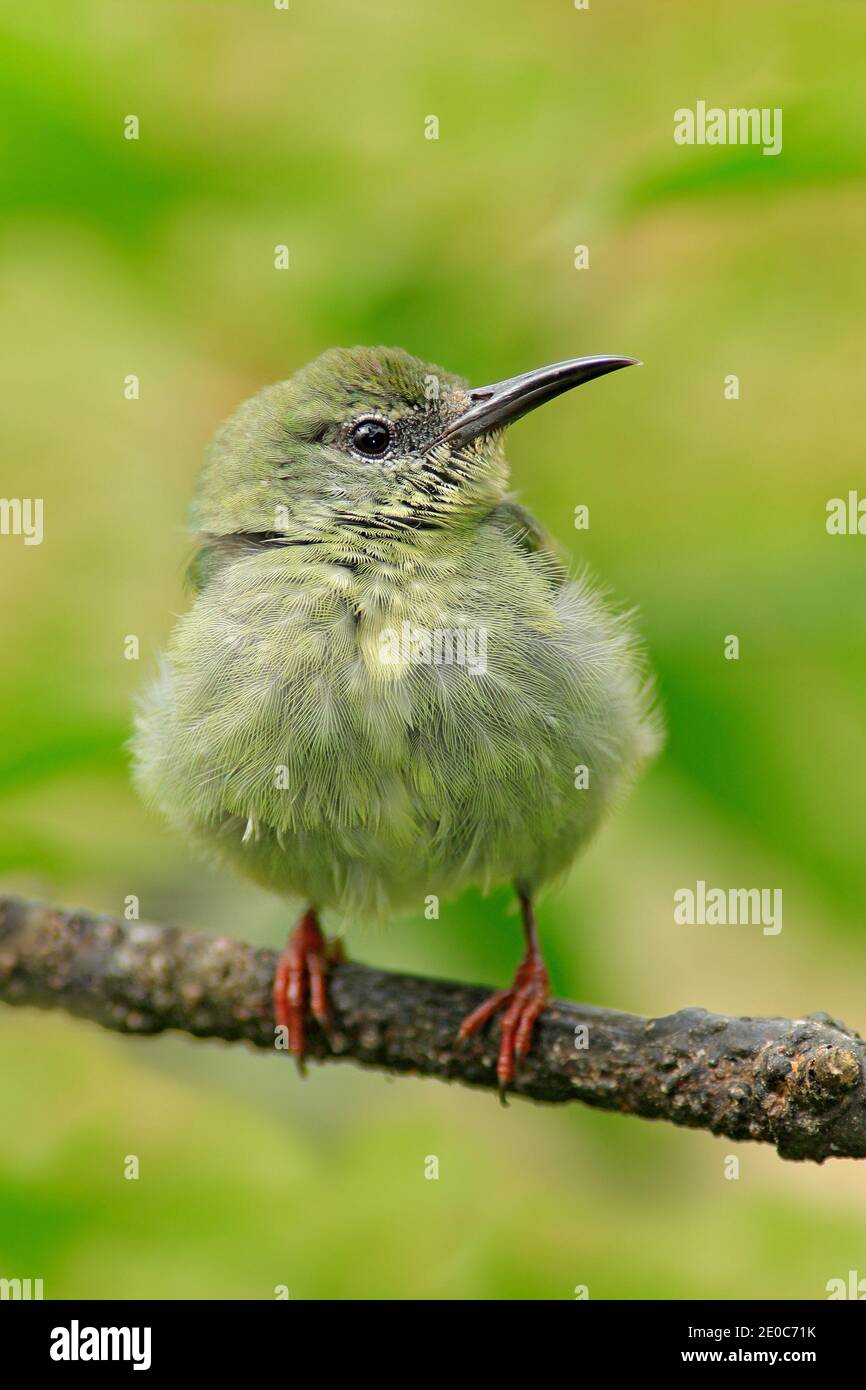 Young bird in nature habitat. Red-legged Honeycreeper, Cyanerpes ...