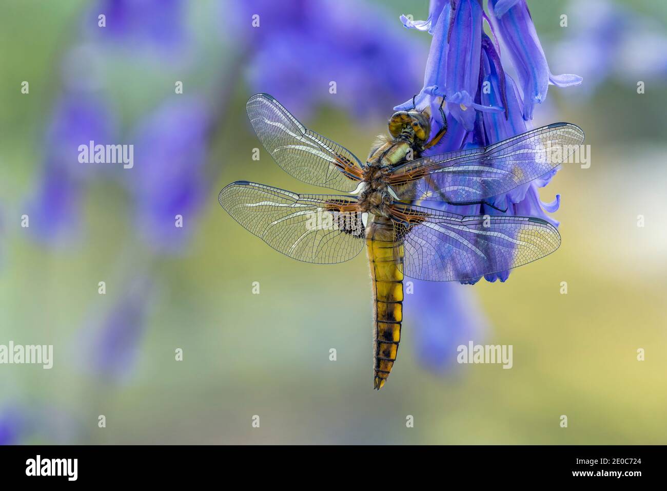 Broad Bodied Chaser Dragonfly; Libellula depressa; Immature Male; on ...