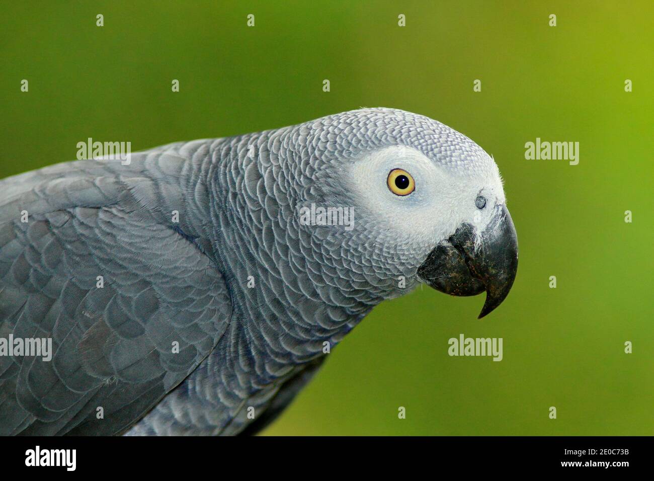 Senegal congo hi-res stock photography and images - Alamy