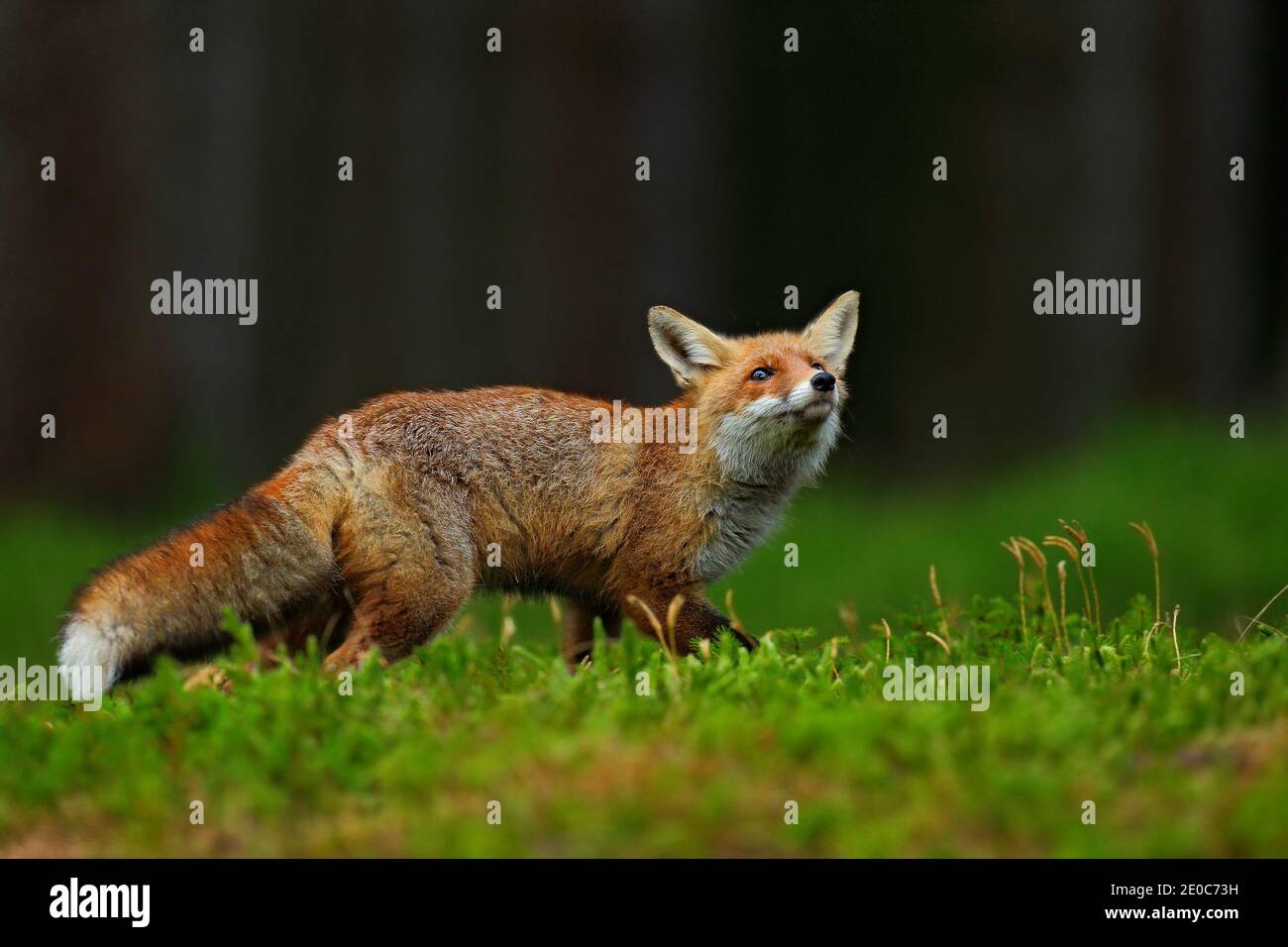 Fox in green forest. Cute Red Fox, Vulpes vulpes, at forest on mossy ...