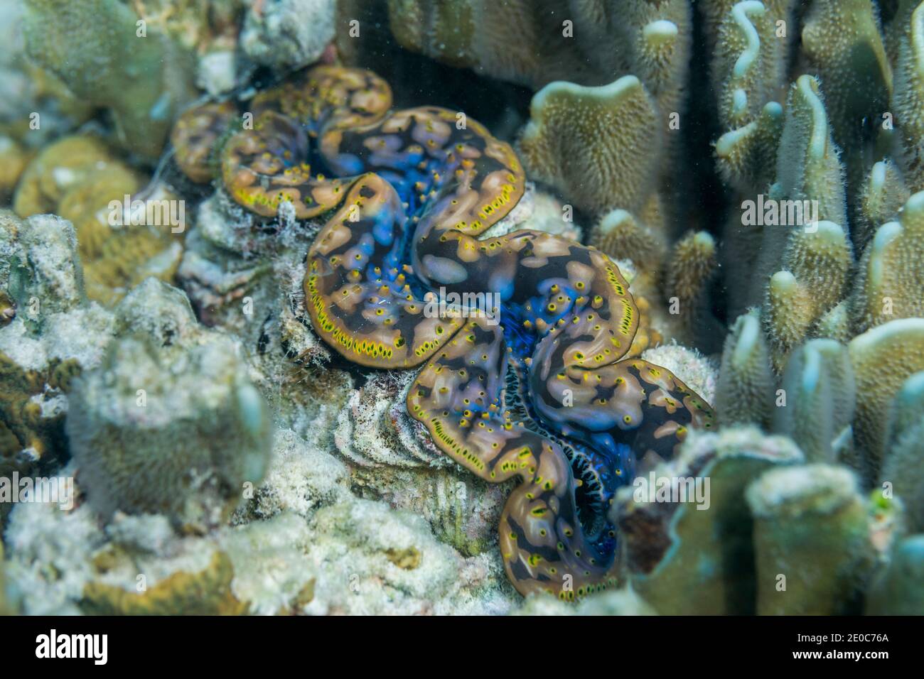 Clam tridacna underwater hi-res stock photography and images - Alamy