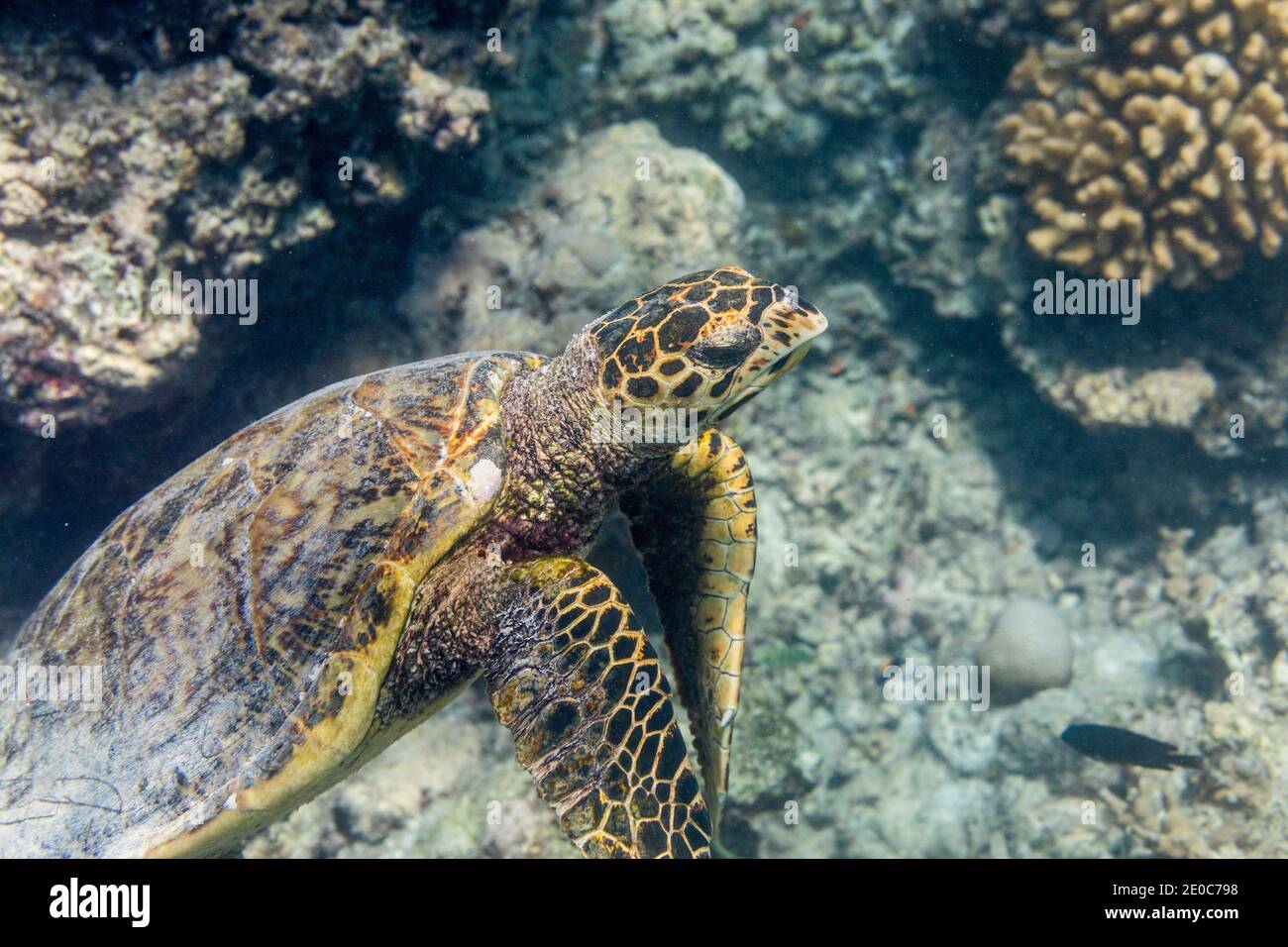 Turtle face hi-res stock photography and images - Alamy