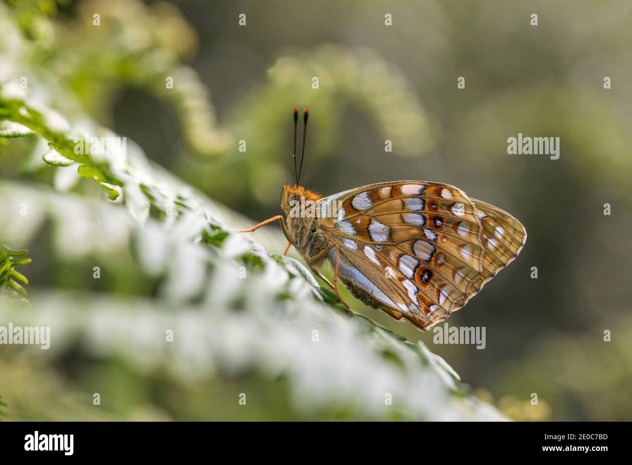 High Brown Fritillary Butterfly; Fabriciana adippe; Female; UK Stock ...