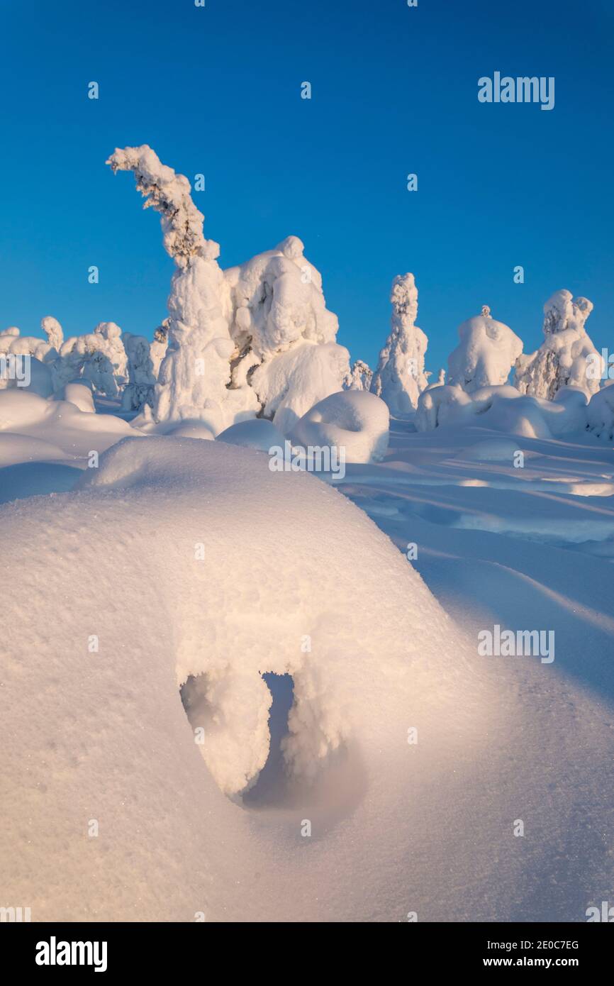 Iso Syote; Trees in Winter; Finland Stock Photo - Alamy