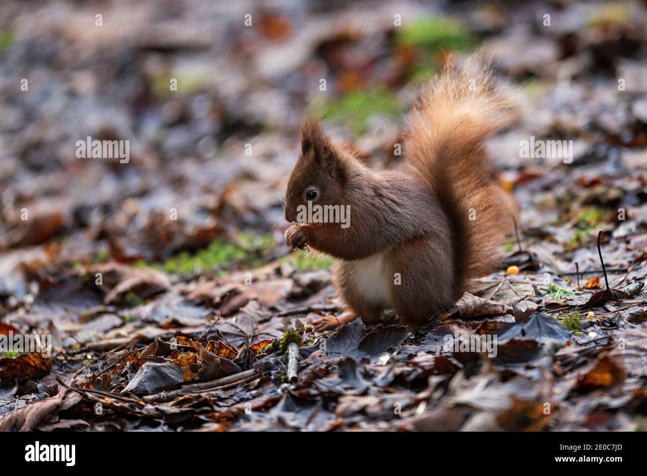 Northern red squirrel hi-res stock photography and images - Alamy