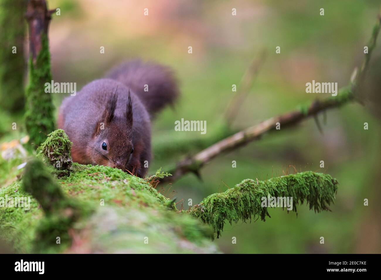Red Squirrel (Sciurus vulgaris) seen here in Northern England Stock ...