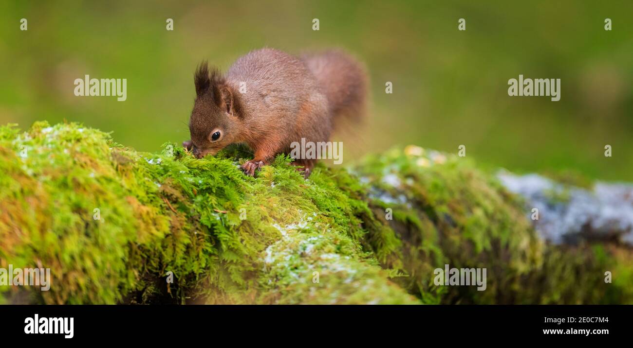 Red Squirrel (Sciurus vulgaris) seen here in Northern England Stock ...