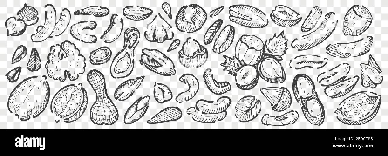 Hand drawn nuts doodle set. Collection pencil chalk drawing sketches of ...