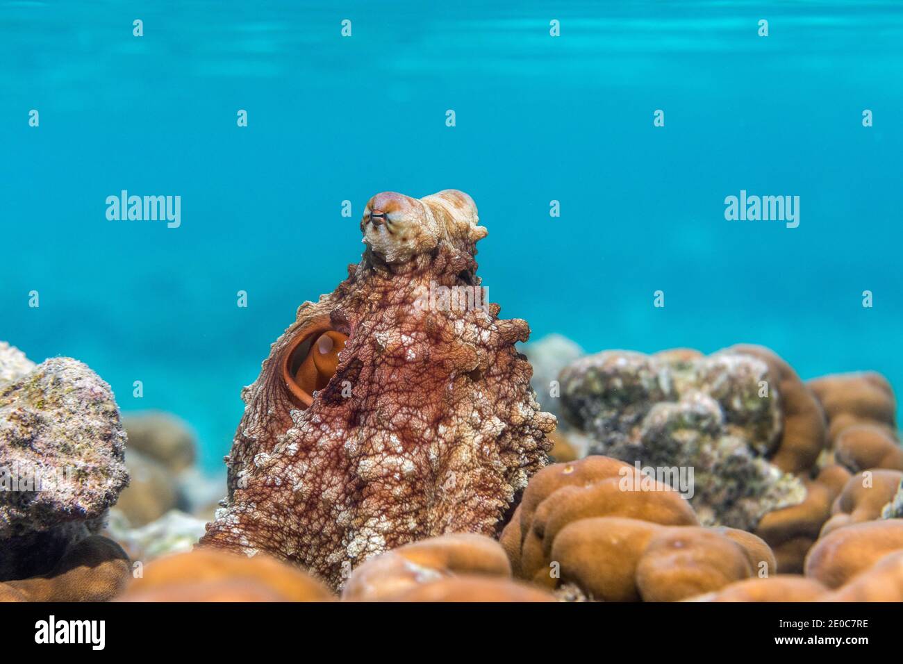 Common Octopus; Octopus vulgaris; Maldives Stock Photo - Alamy