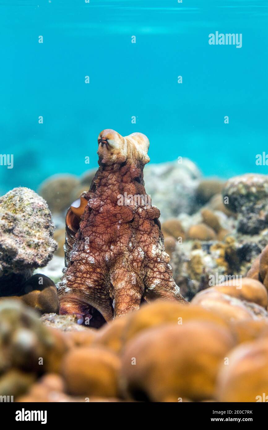 Common Octopus; Octopus vulgaris; Maldives Stock Photo - Alamy