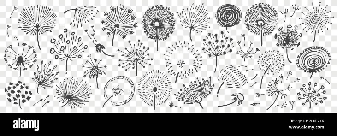 Dandelion Pencil Drawing