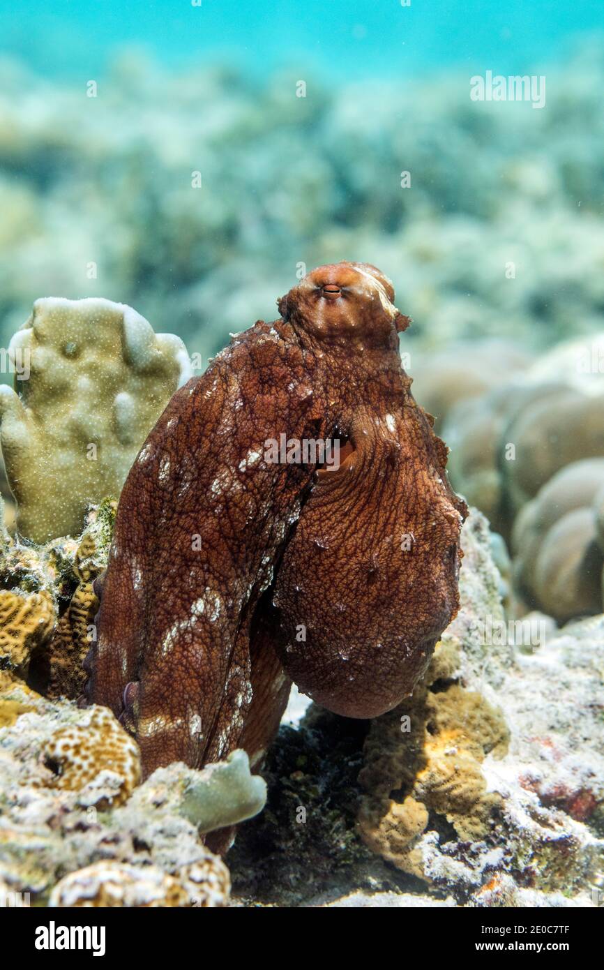 Common Octopus; Octopus vulgaris; Maldives Stock Photo - Alamy