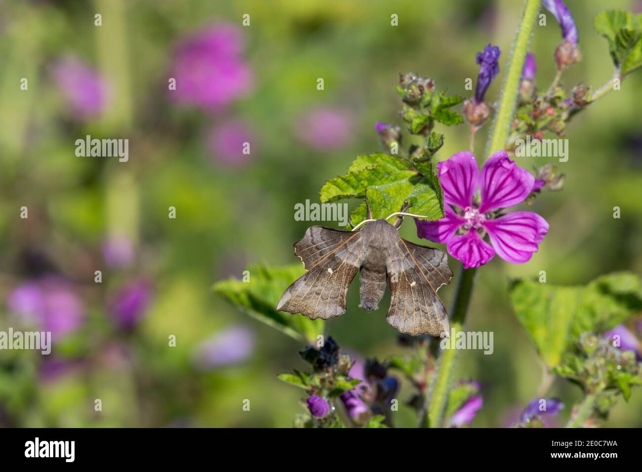 Poplar Hawk-Moth; Laothoe populi; on Mallow; UK Stock Photo - Alamy