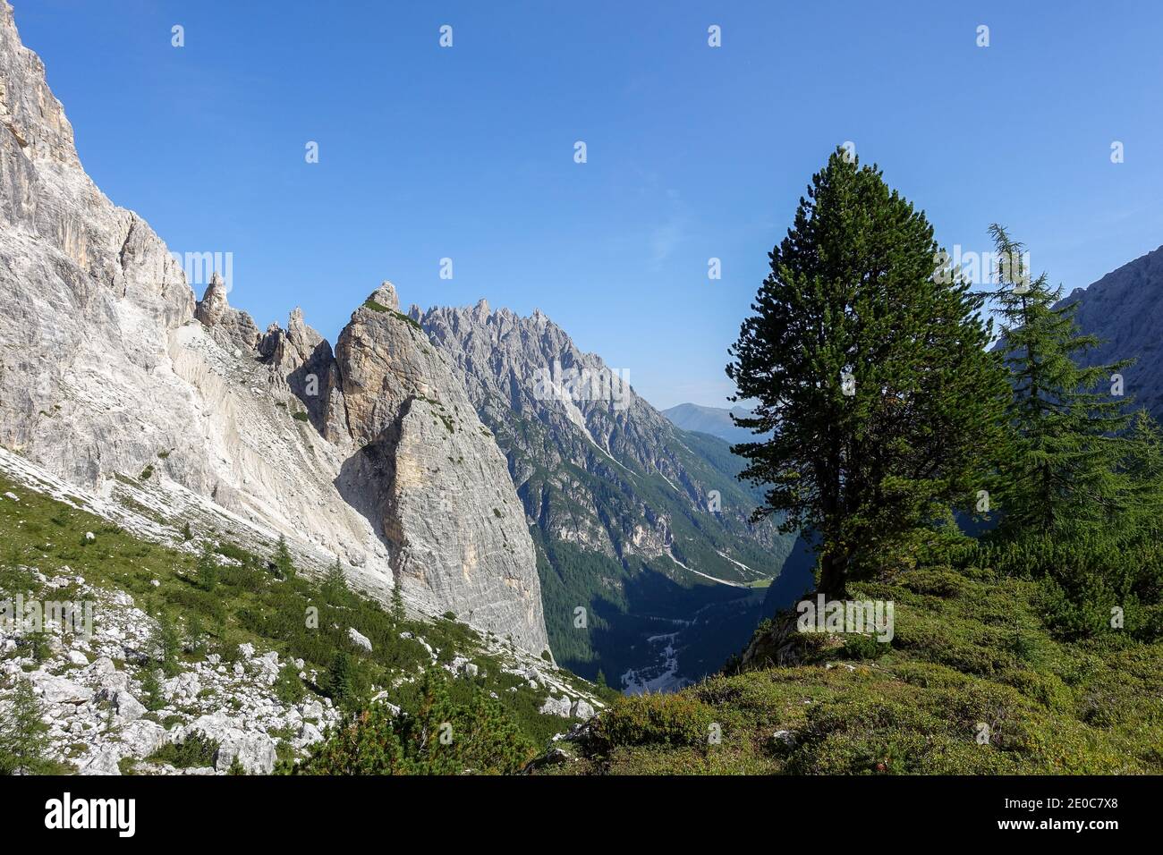 Big fir tree hi-res stock photography and images - Alamy