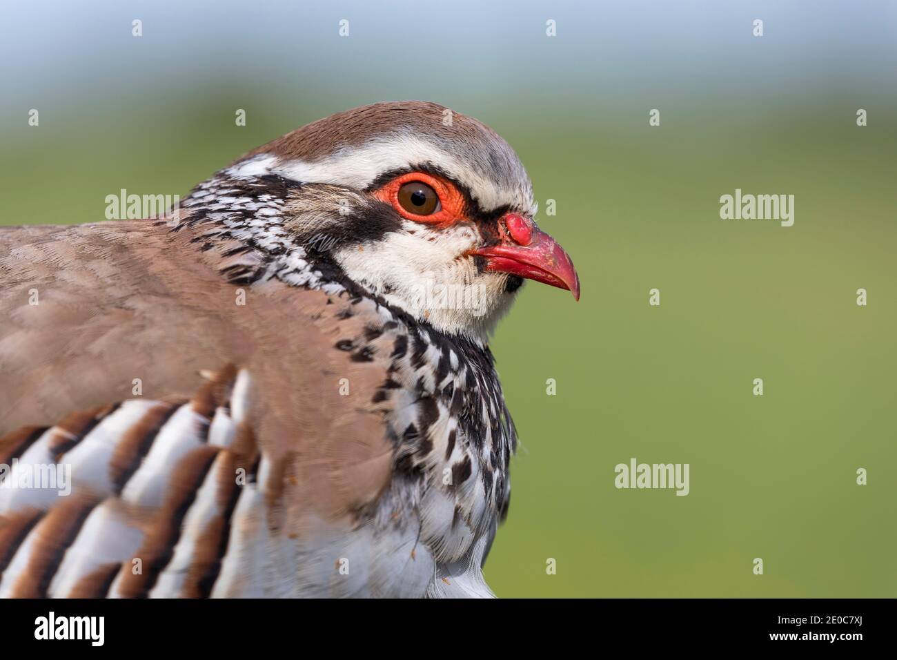 Red partridge uk hi-res stock photography and images - Alamy