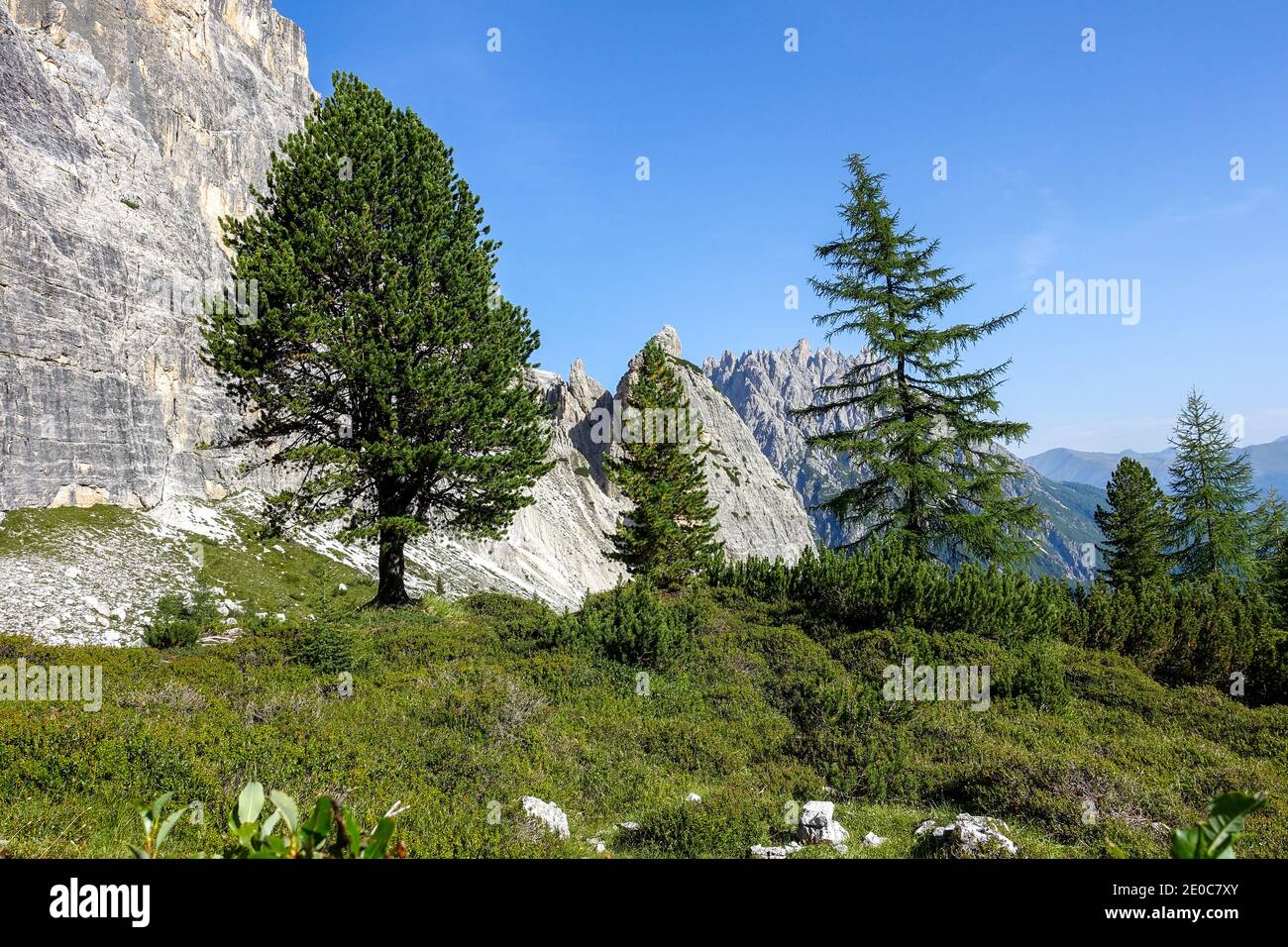 Summer mountain landscape with big fir tree background in the Dolomites ...