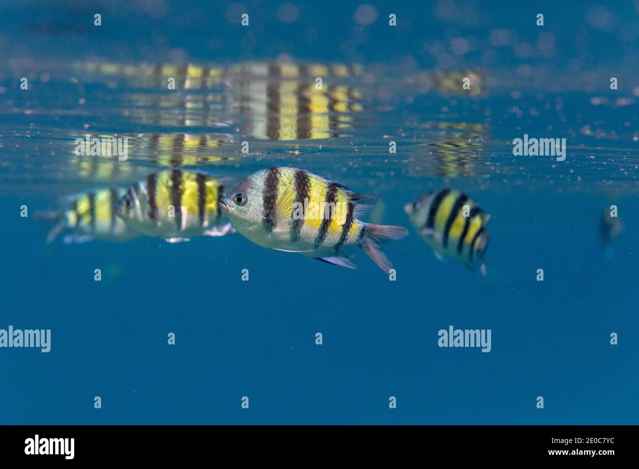 Sergeant Major Fish; Abudefduf vaigiensis; Maldives Stock Photo - Alamy