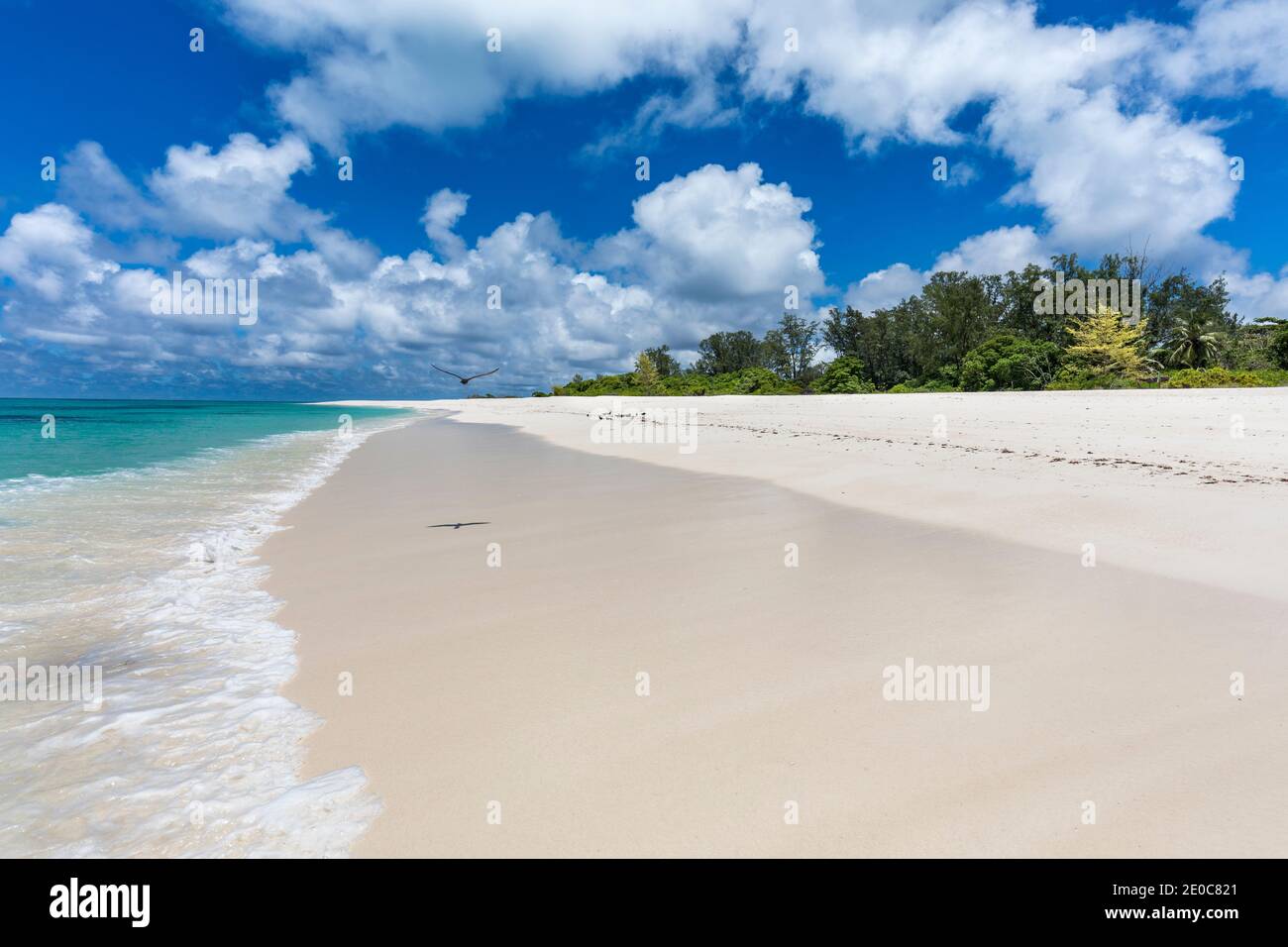 Bird Island; Noddy in Flight; Seychelles Stock Photo - Alamy