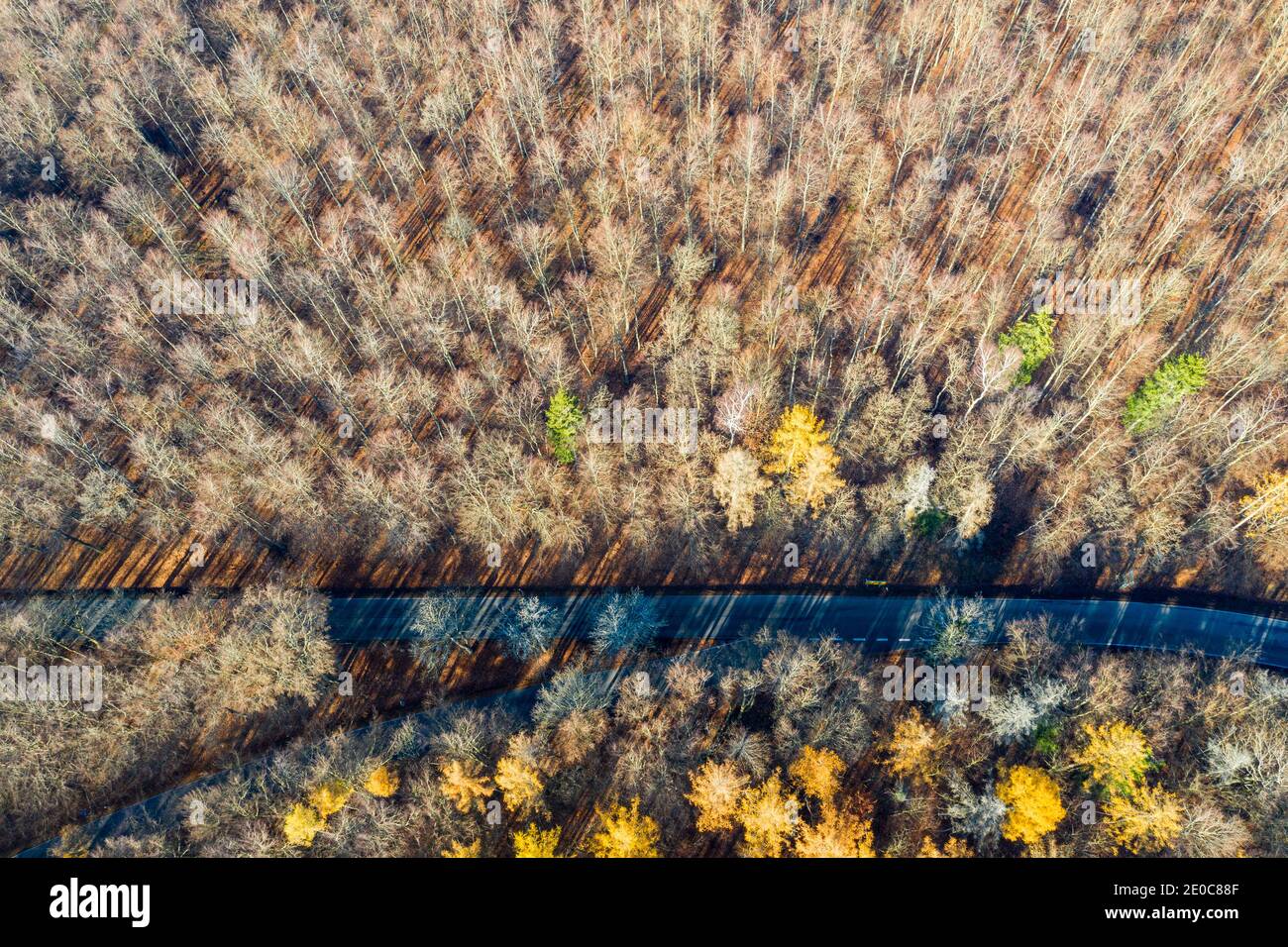 Strasse durch den wald hi-res stock photography and images - Alamy