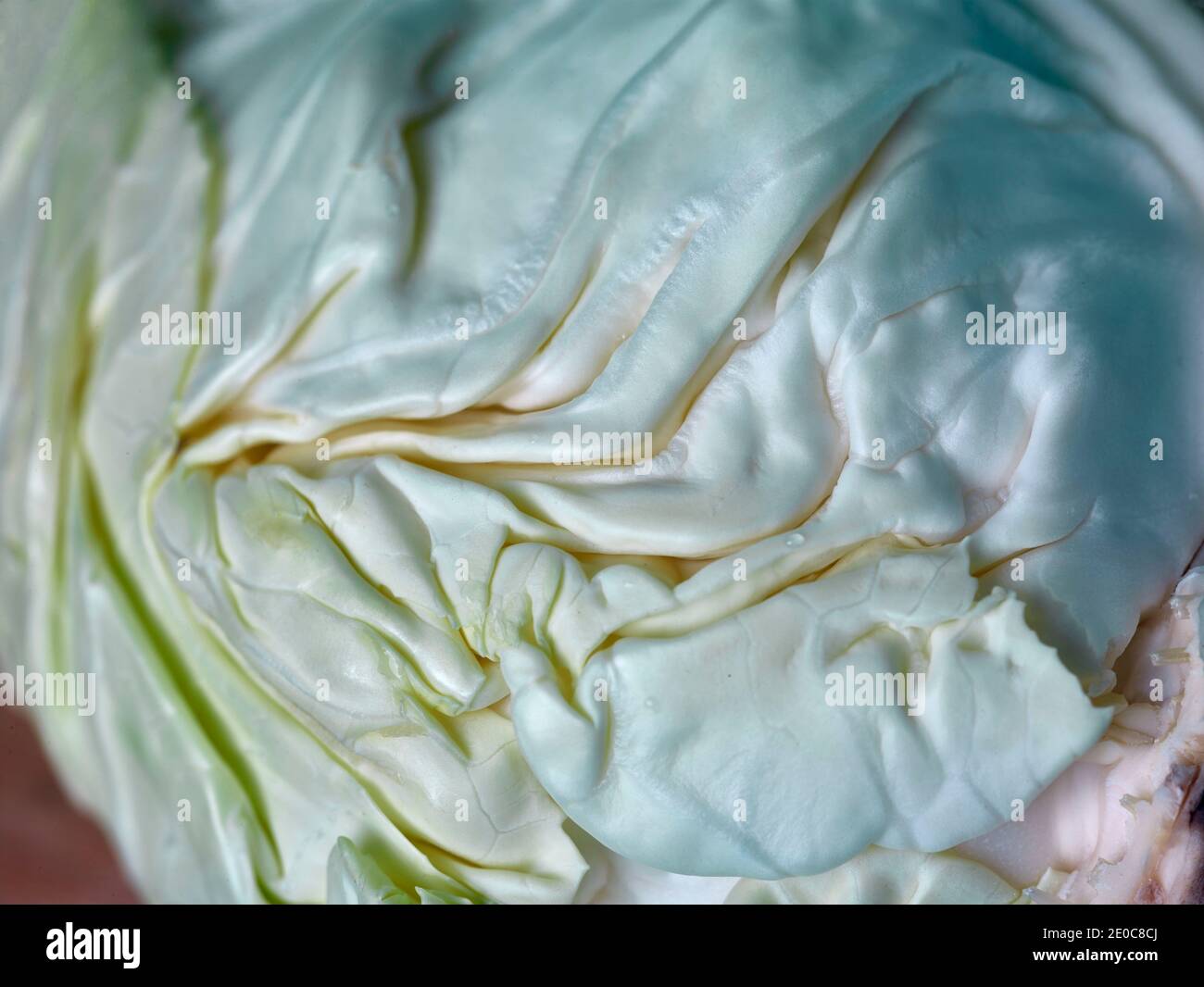 Cabbage, leafy vegetable portrait Stock Photo - Alamy