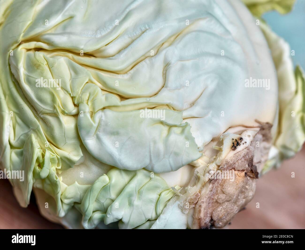 Cabbage, leafy vegetable portrait Stock Photo - Alamy