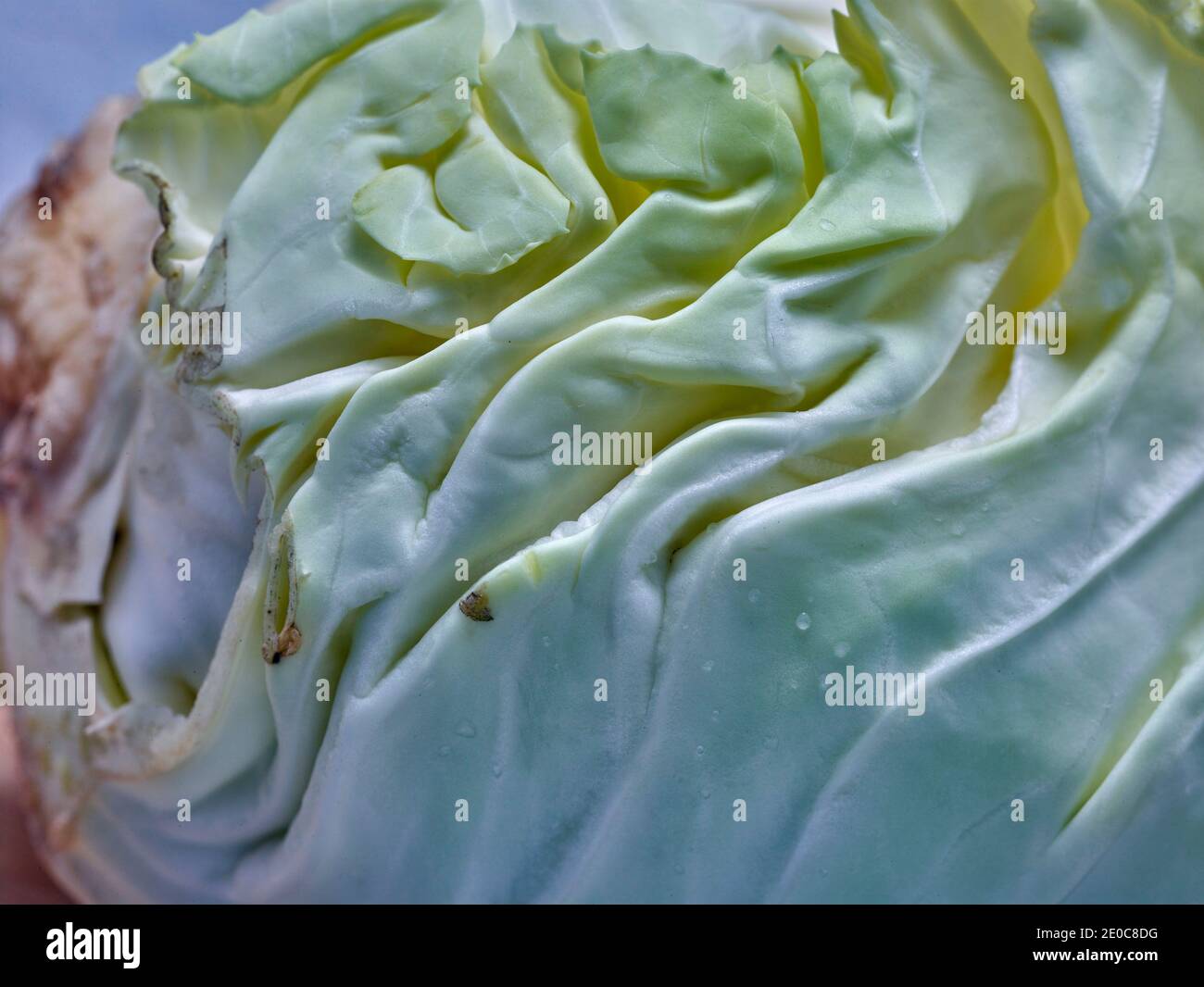 Trench foot disease hi-res stock photography and images - Alamy