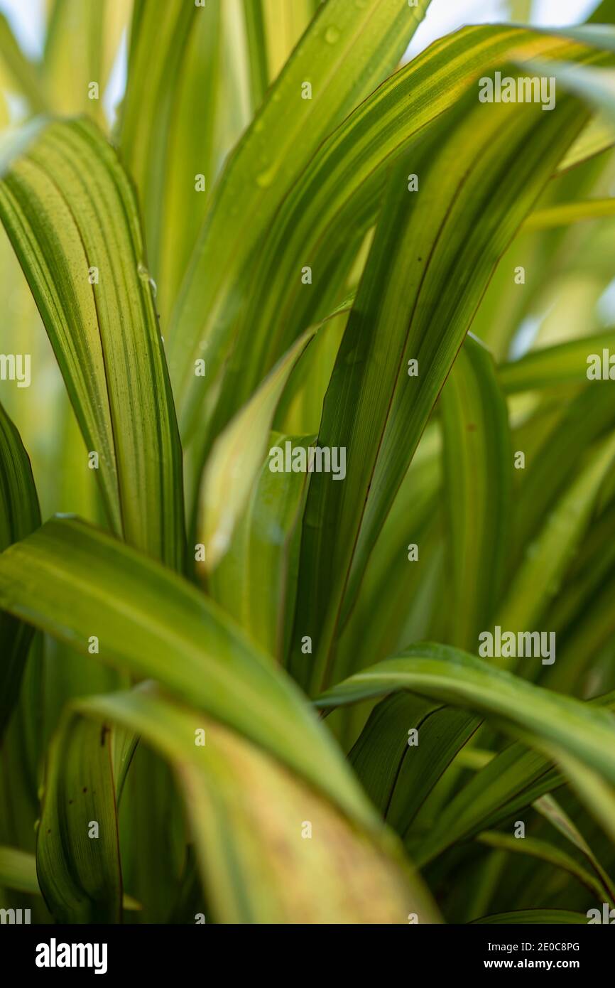 Phormium ‘Yellow Wave’ foliage and ornamental plant Stock Photo - Alamy