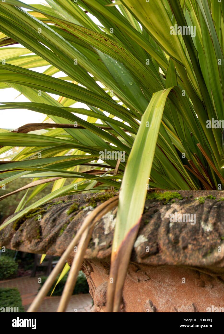 Phormium ‘Yellow Wave’ foliage and ornamental plant Stock Photo - Alamy