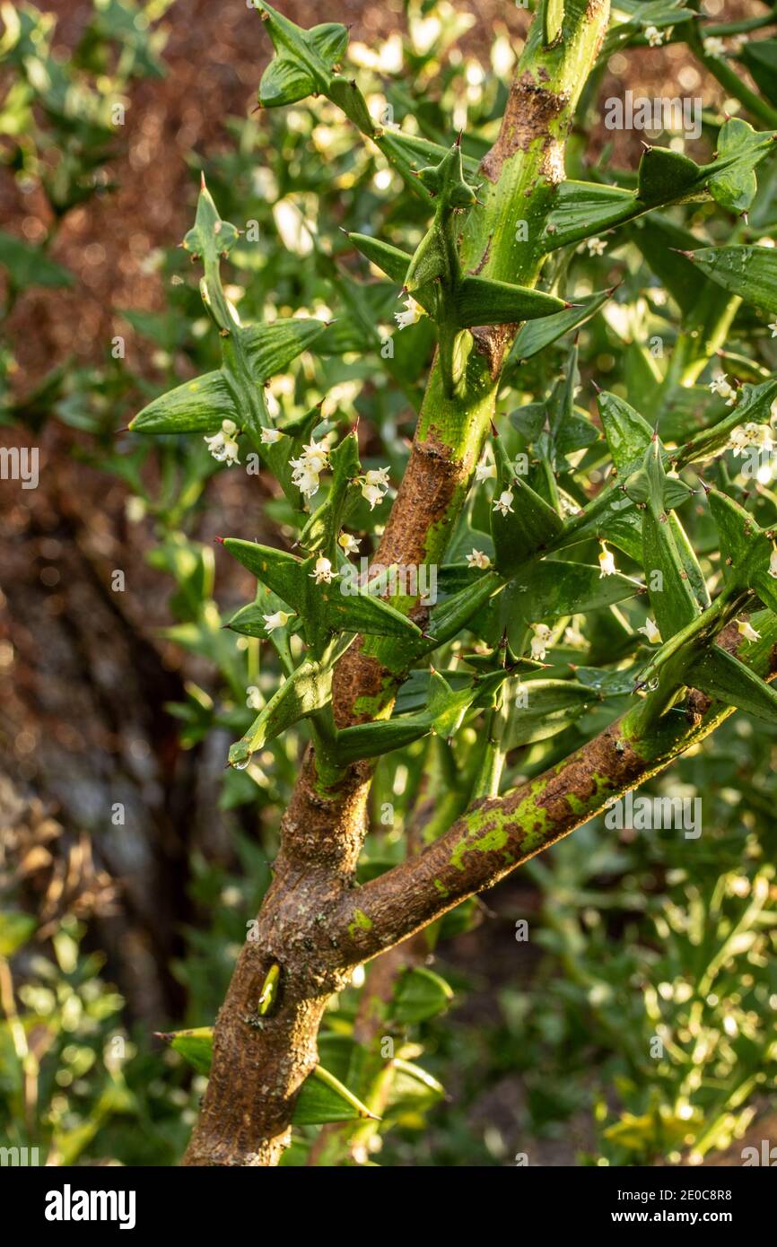 Striking Colletia Paradoxa plant and tiny white flowers Stock Photo - Alamy