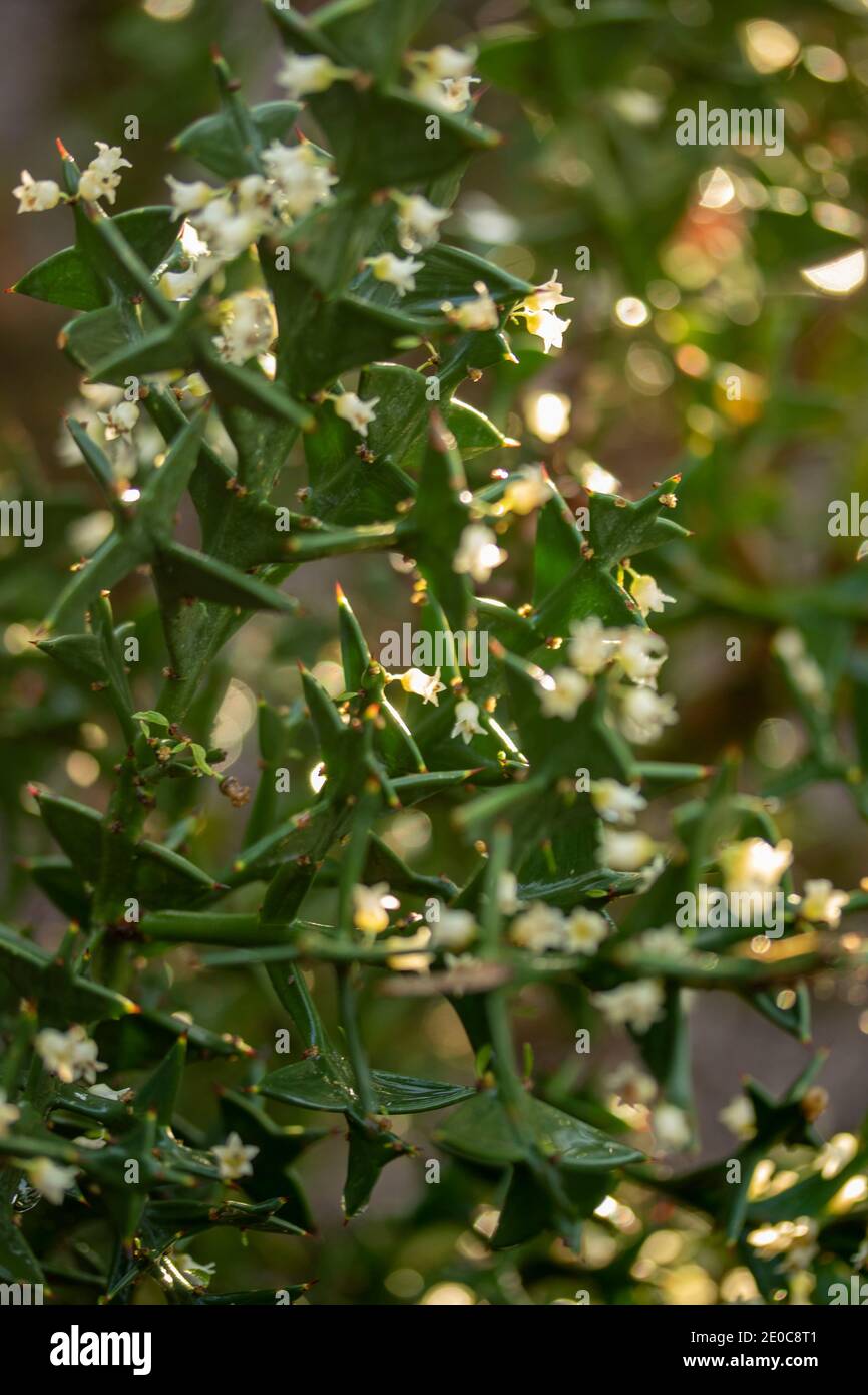 Striking Colletia Paradoxa plant and tiny white flowers Stock Photo - Alamy