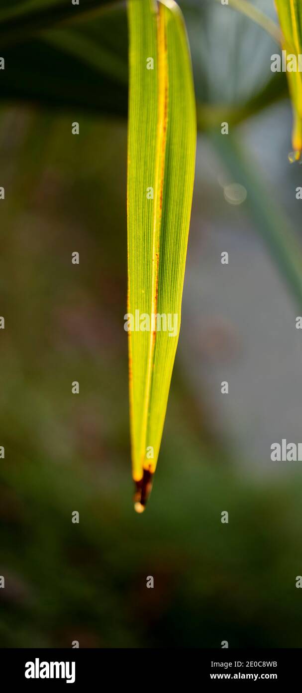 Patterns and abstract nature Stock Photo - Alamy