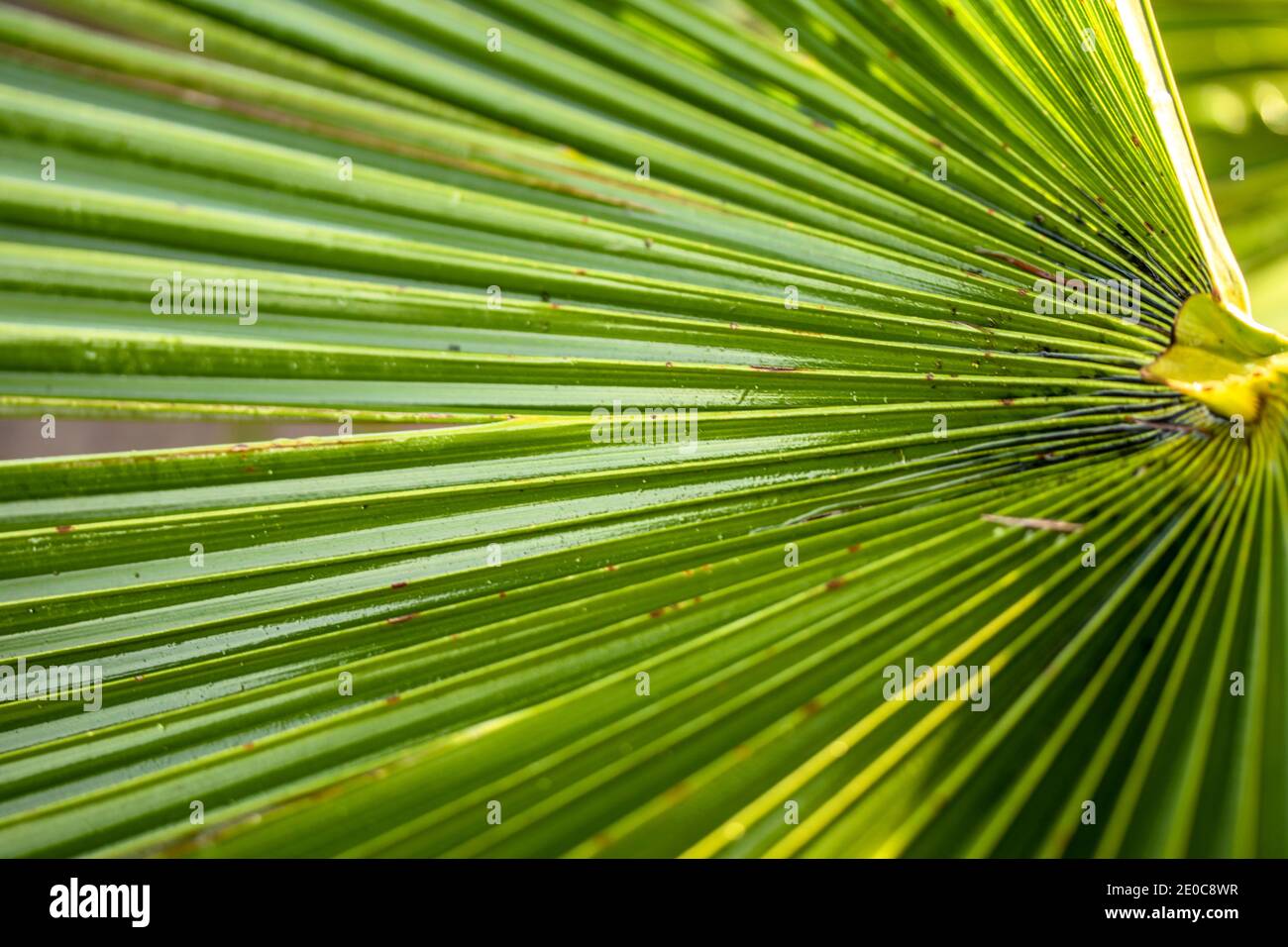 Patterns and abstract nature Stock Photo - Alamy