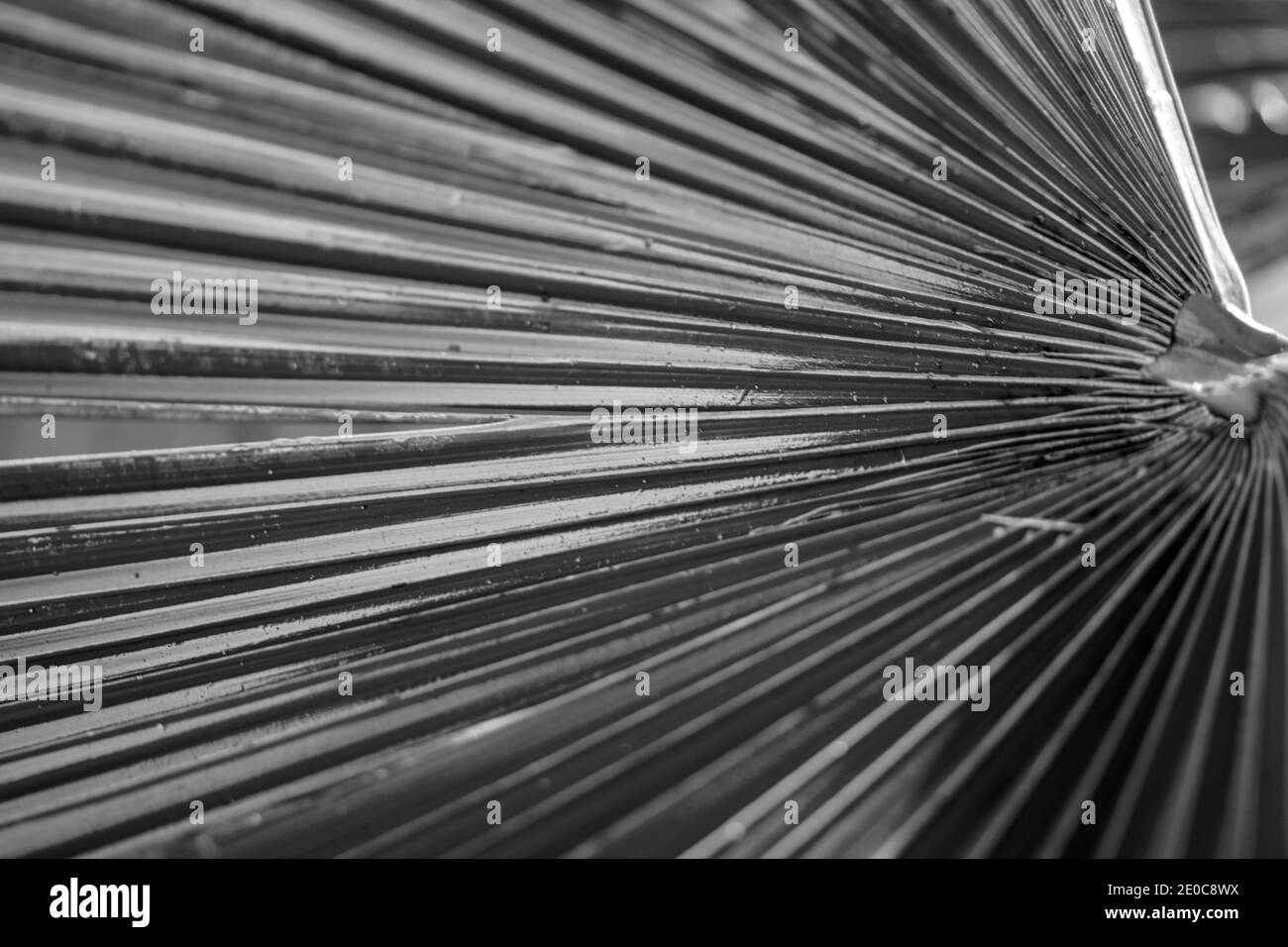 Distinctive anatomy Black and White Stock Photos & Images - Alamy