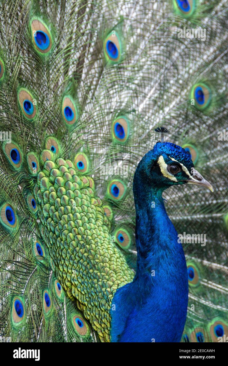 Close-up of a Indian peacock displaying its eye-spotted "tail" or ...
