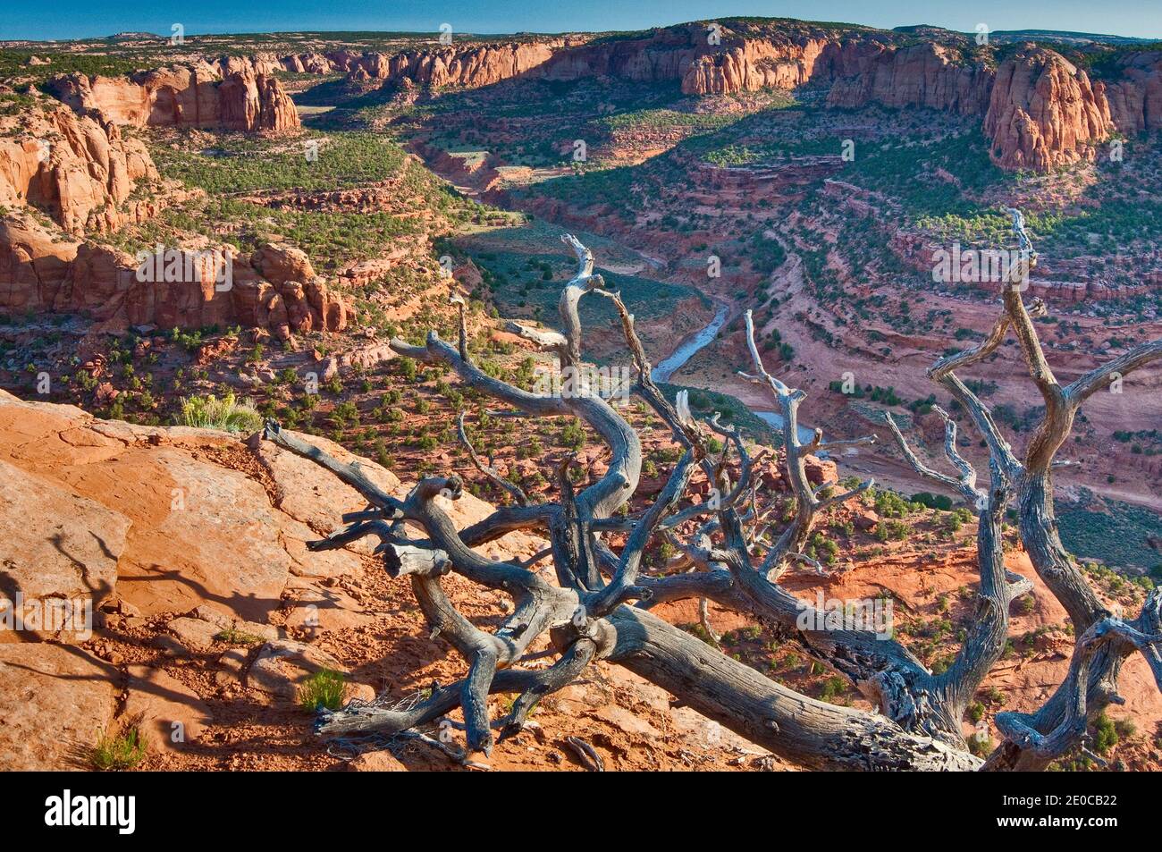 Long Canyon in Skeleton Mesa, Laguna Creek, view from Tsegi Point on ...