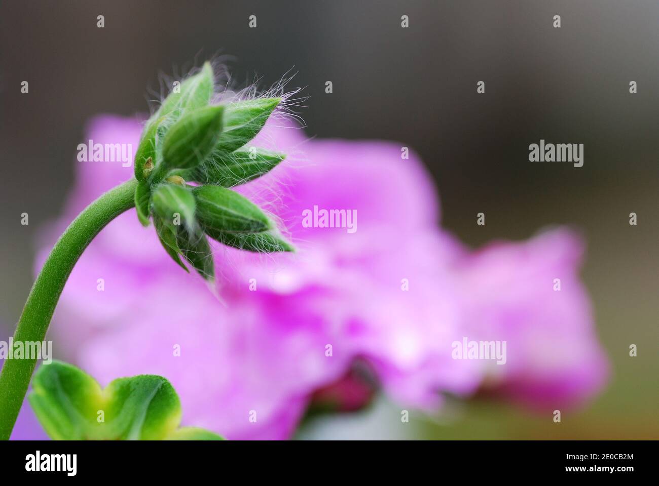 Closed flower border hi-res stock photography and images - Alamy
