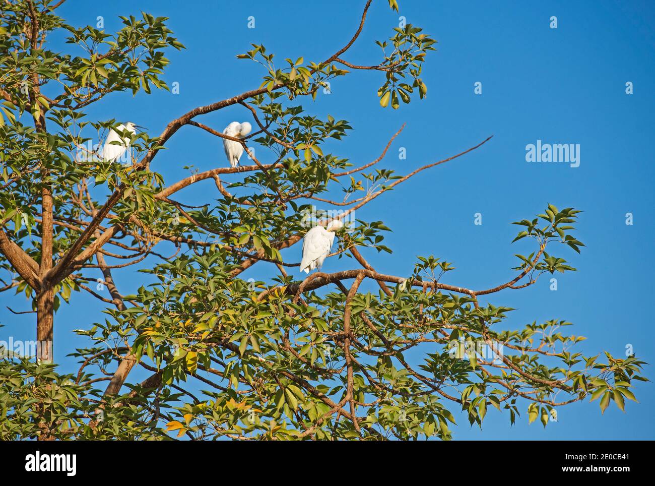 Three great egrets ardea alba perched in branches of tree preening ...