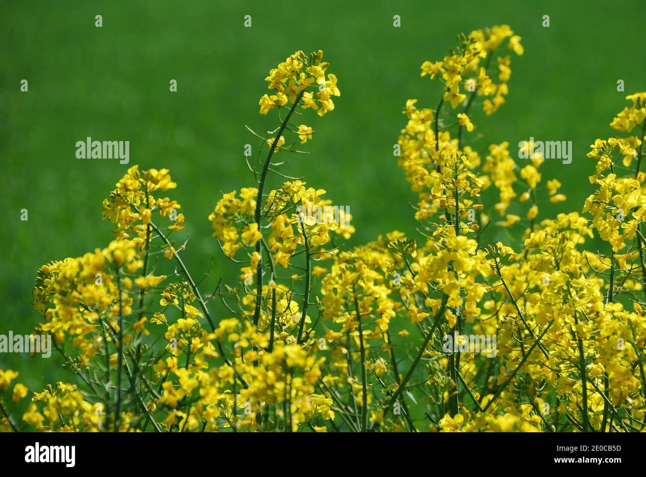 Canola plants hi-res stock photography and images - Alamy