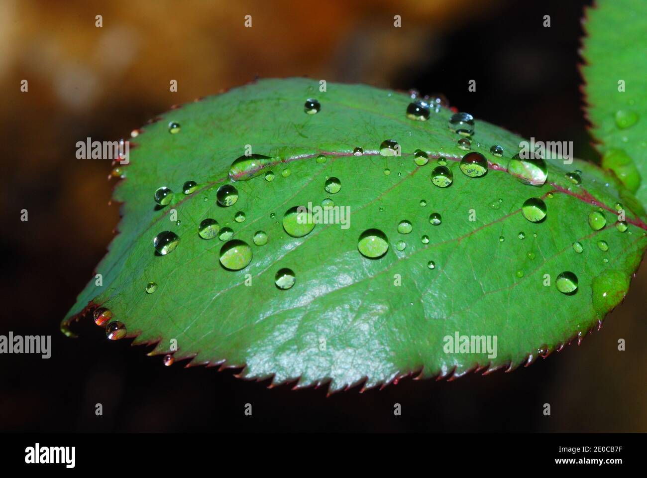 many raindrops on a green leaf in the sun and spring Stock Photo - Alamy