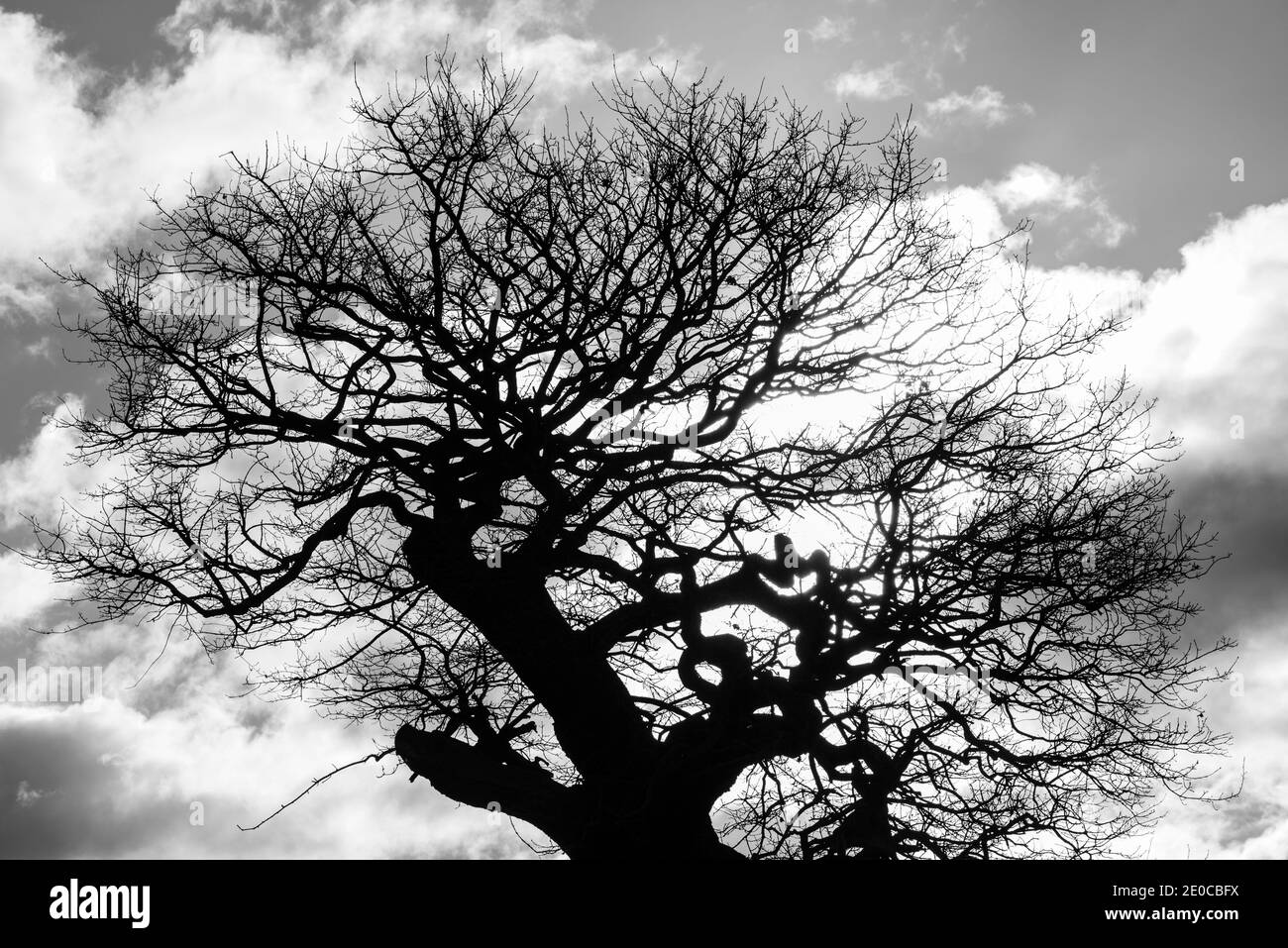 Oak tree britain Black and White Stock Photos & Images - Alamy