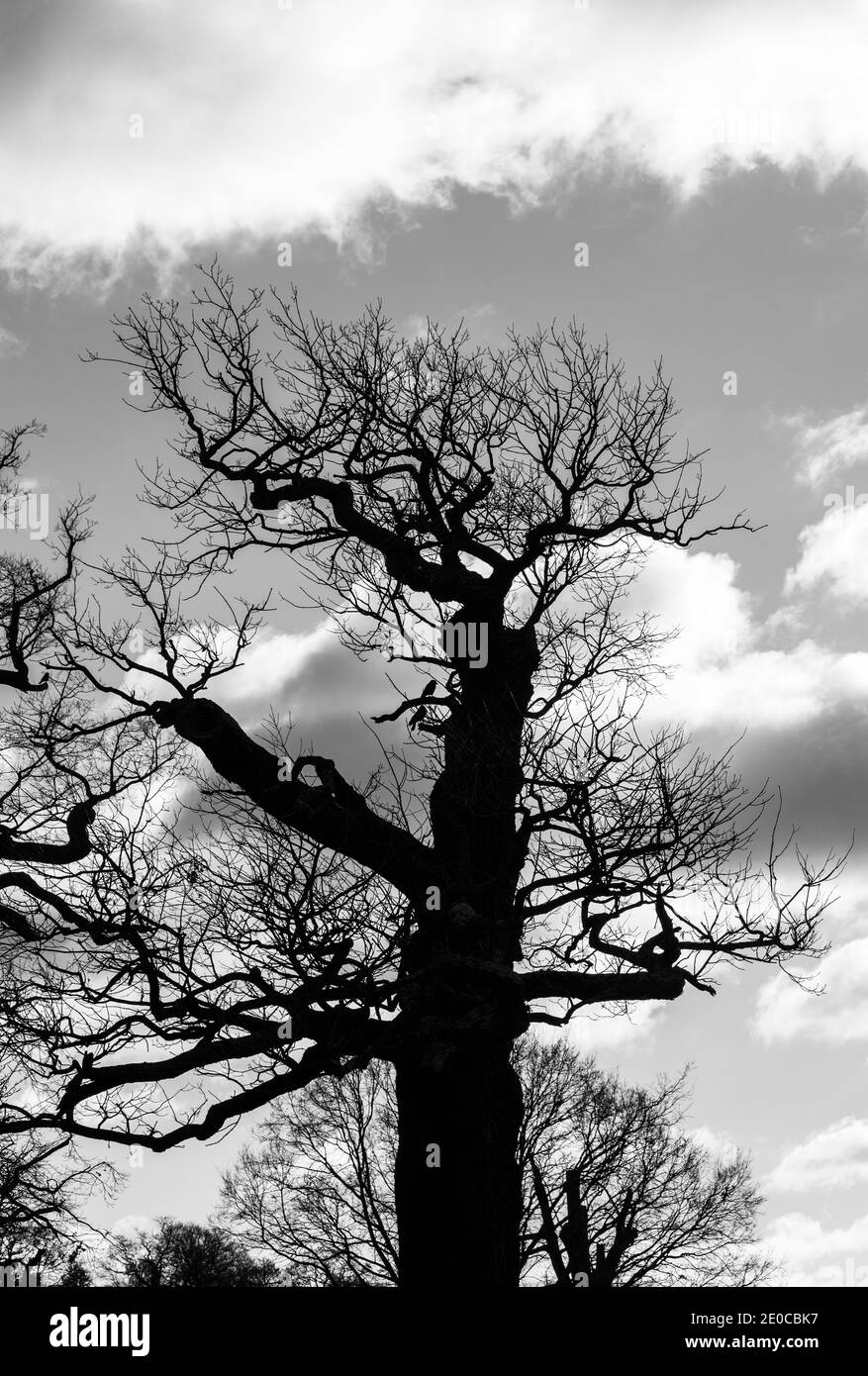 Oak tree britain Black and White Stock Photos & Images - Alamy