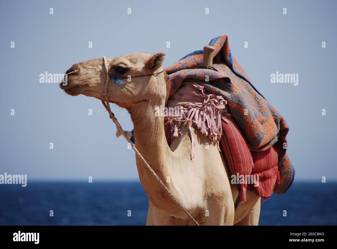 camel on the beach on holiday in egypt looks on the side Stock Photo ...