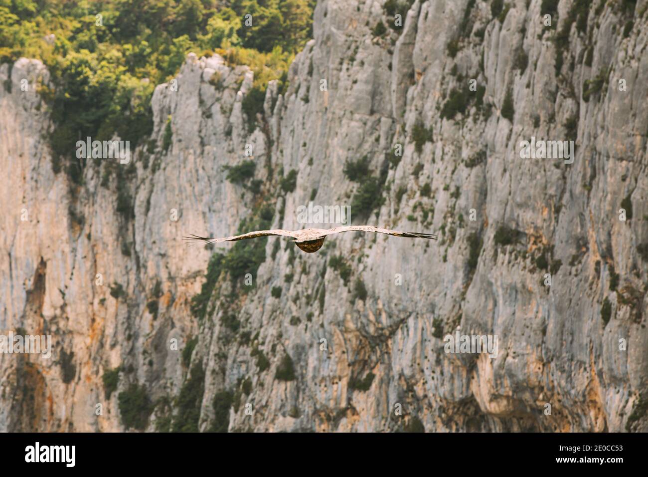 Verdon Gorge, France. Eagle Flying Over Beautiful Landscape Of The ...