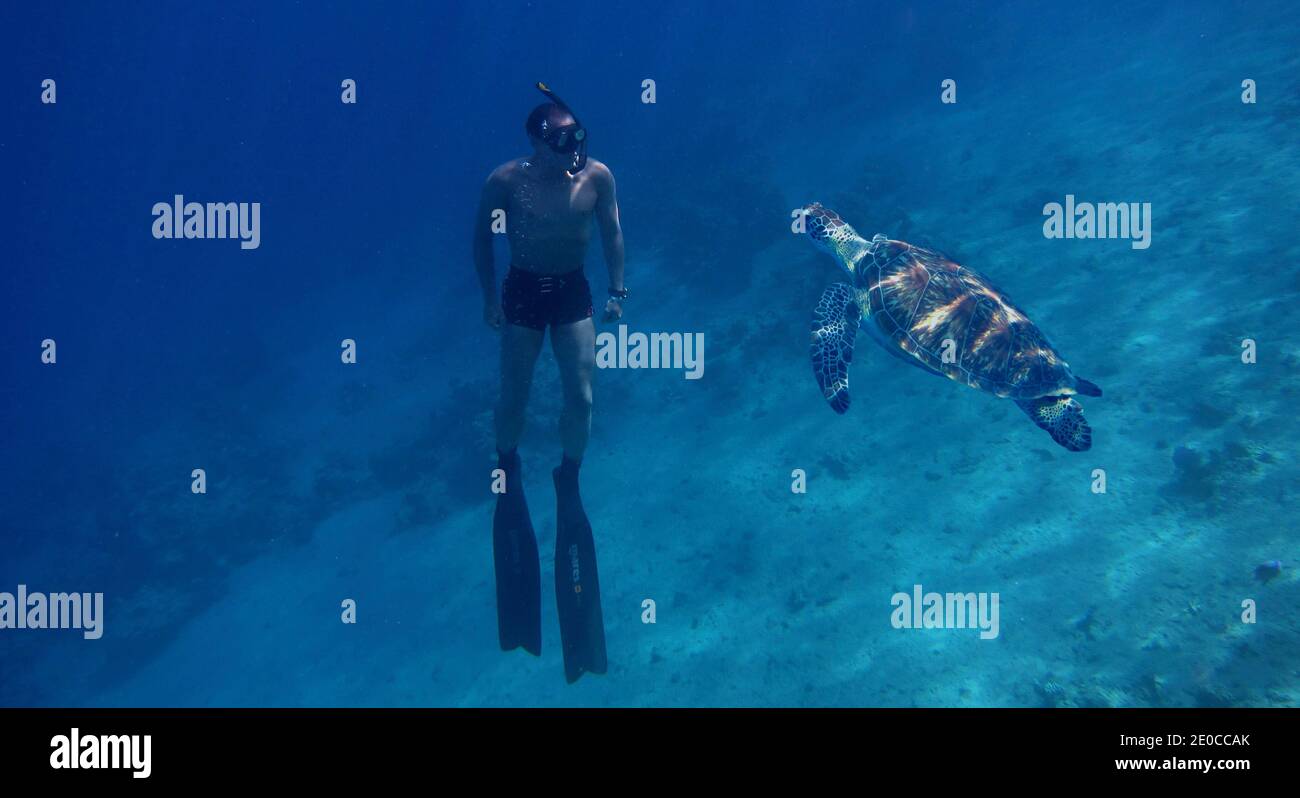 free diver emerges from the depths of the sea turtle on its side with ...