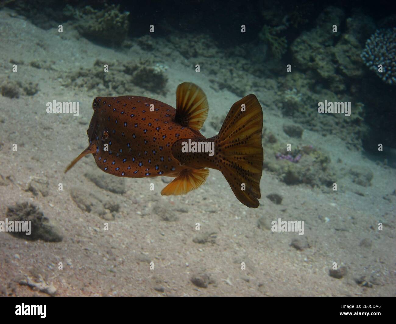 boxfish with blue points from the side in the red sea Stock Photo - Alamy