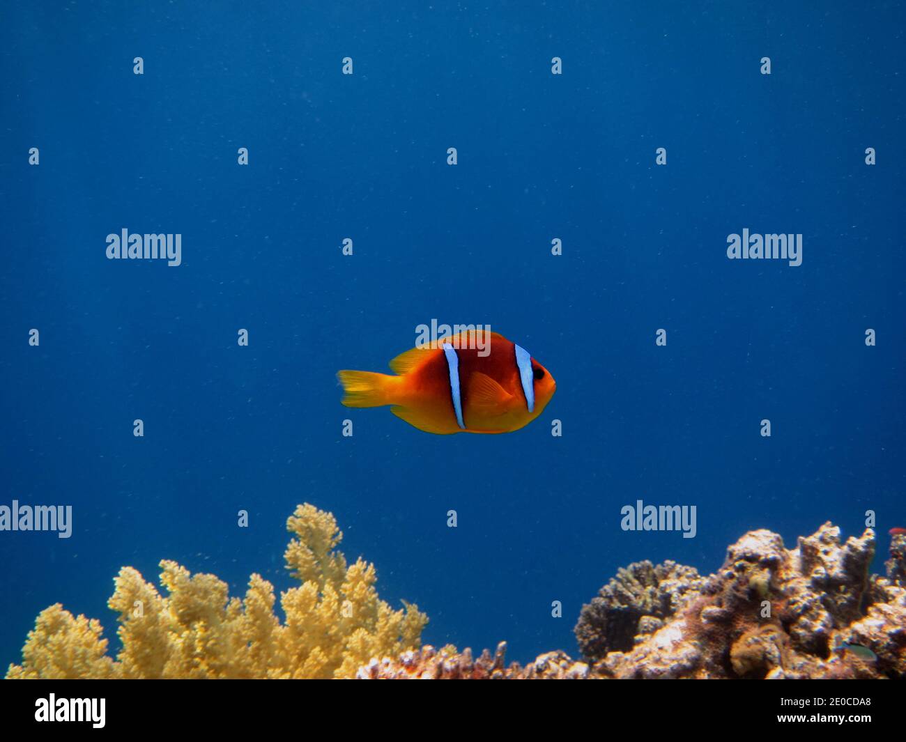 little anemonefish clownfish nemo with blue background in the red sea ...