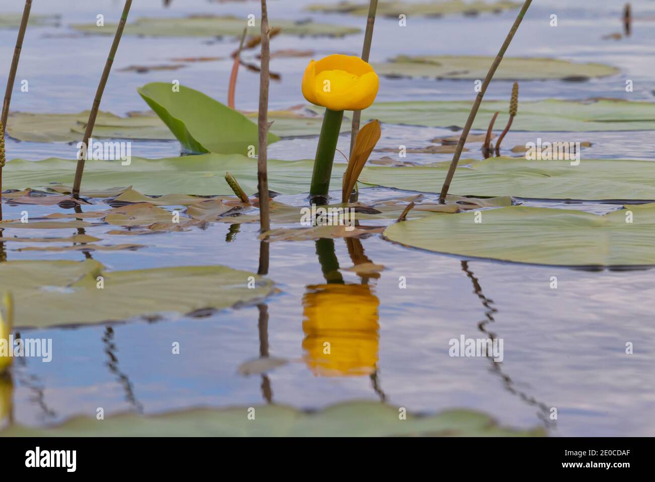 Yellow pond lily (Nuphar lutea) opened flower to morning sun against ...