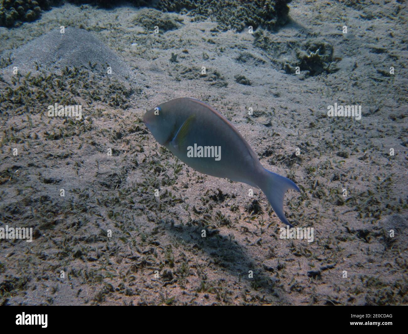 small blue fish at dive on the seabed Stock Photo - Alamy