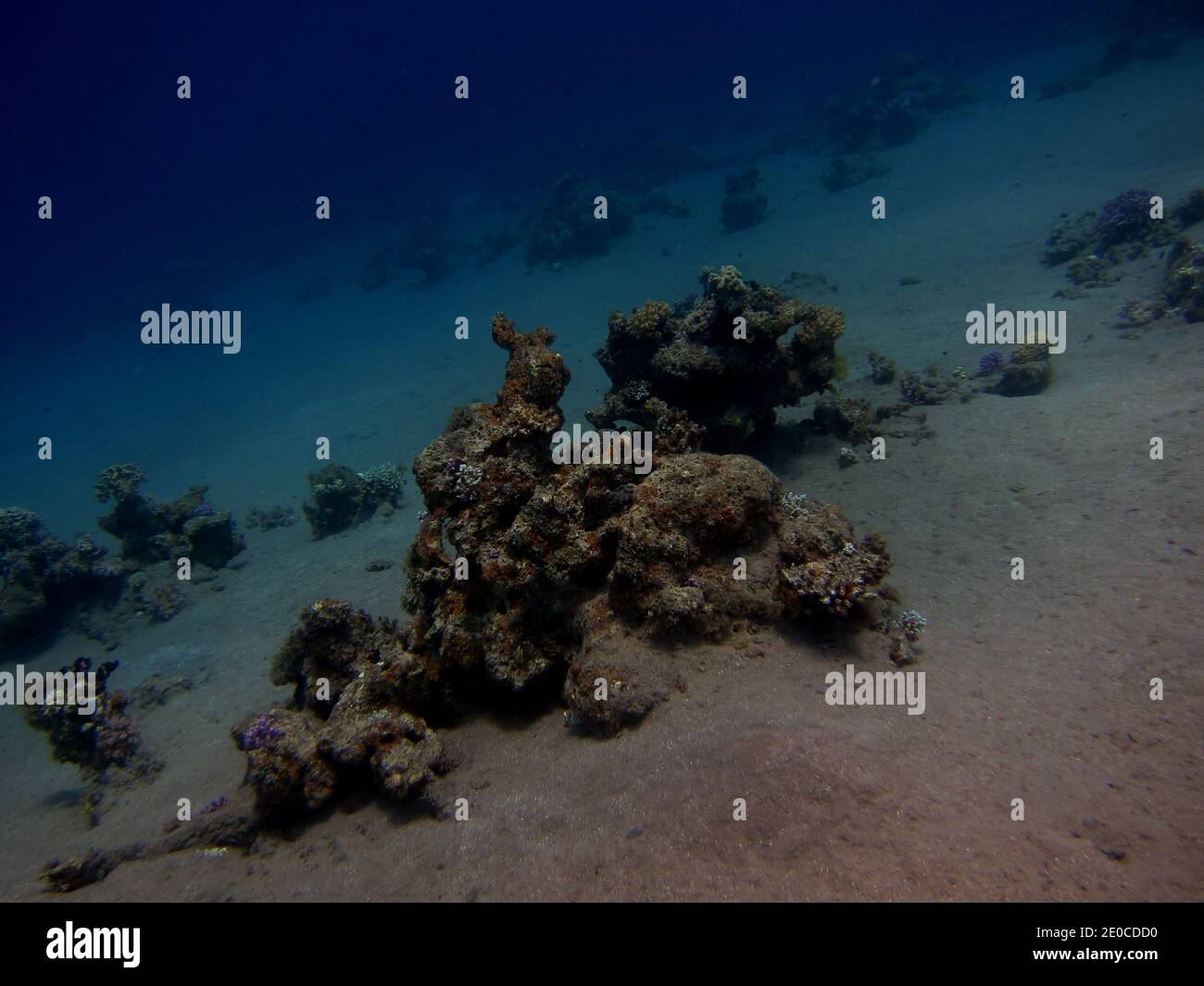single coral on steep slope in the red sea Stock Photo - Alamy